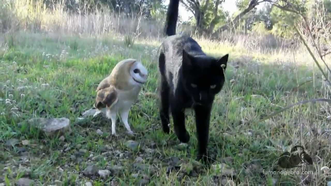 Incredible friendships, Cat and Owl - YouTube