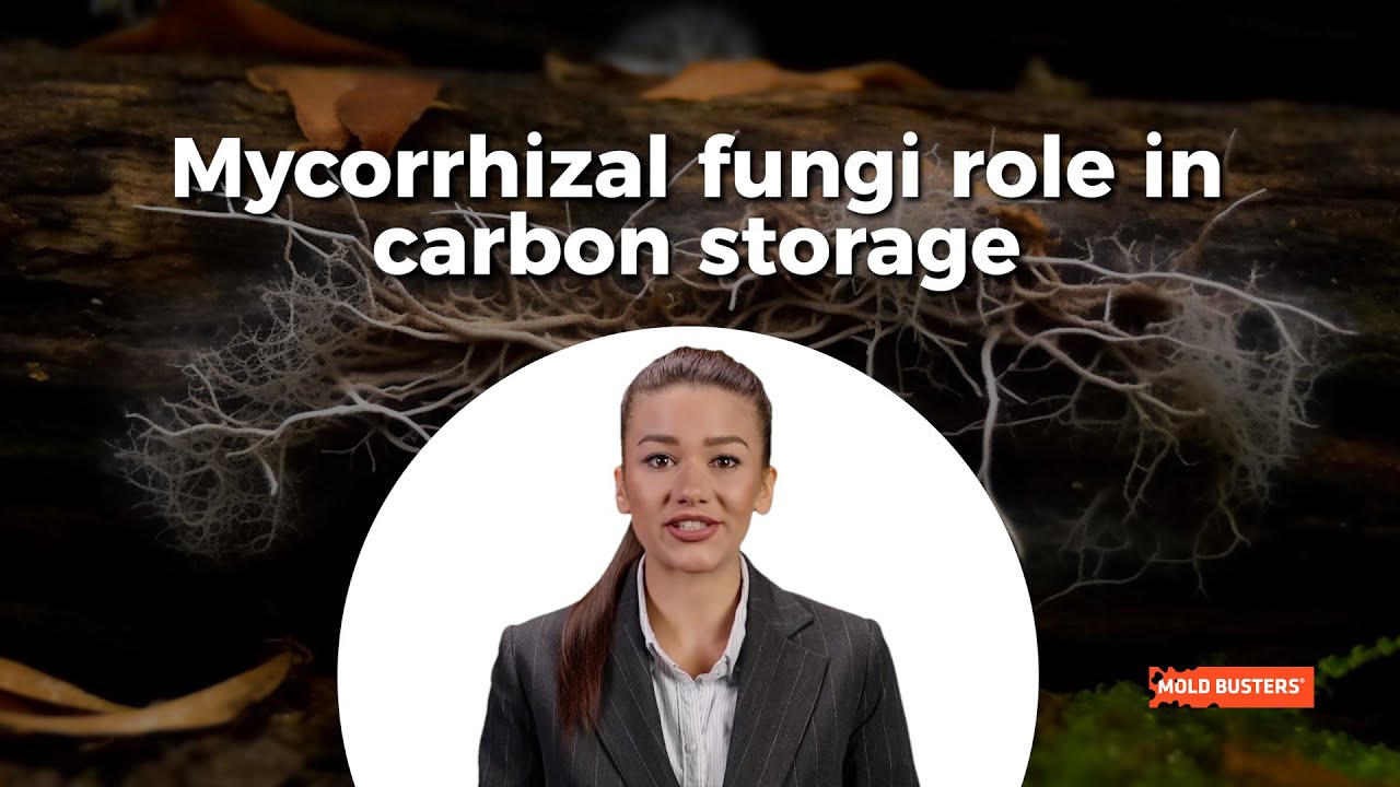 Mycorrhizal fungi 🍄 role in carbon storage 🏭 - Mold Busters - YouTube
