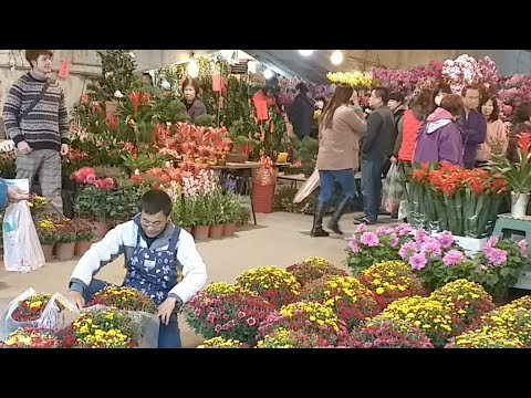 MACAM~MACAM BUNGA LUAR NEGRI ADA DISINI | pasar bunga taiwan - YouTube