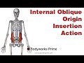 Internal Oblique Origin And Insertion