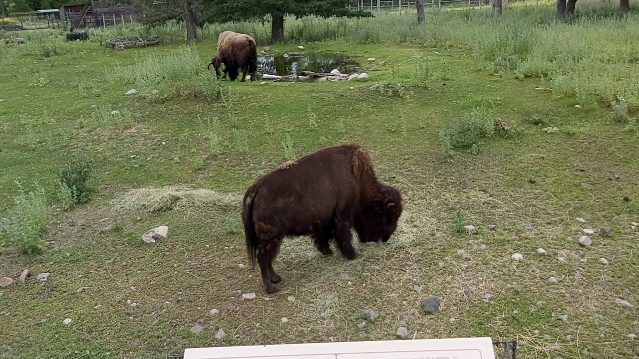 Bison-BC Wildlife Park - YouTube