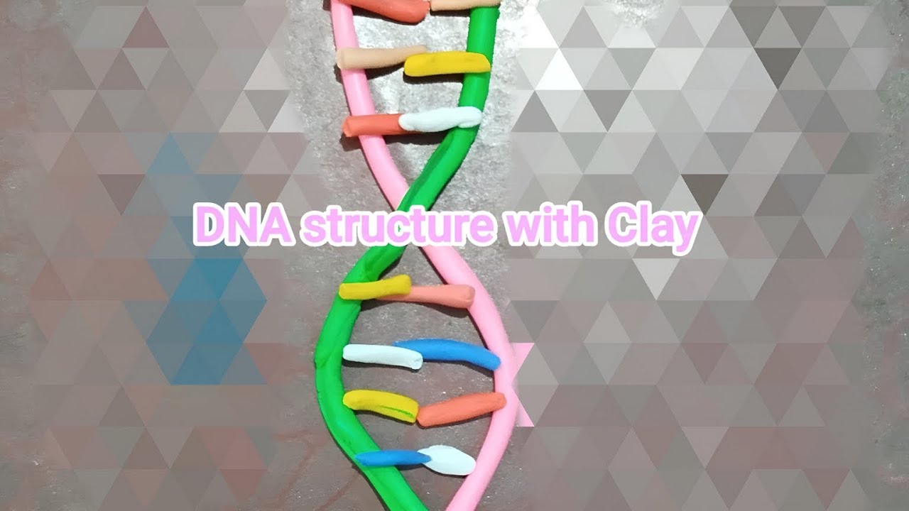 structure of DNA with simple Clay - YouTube