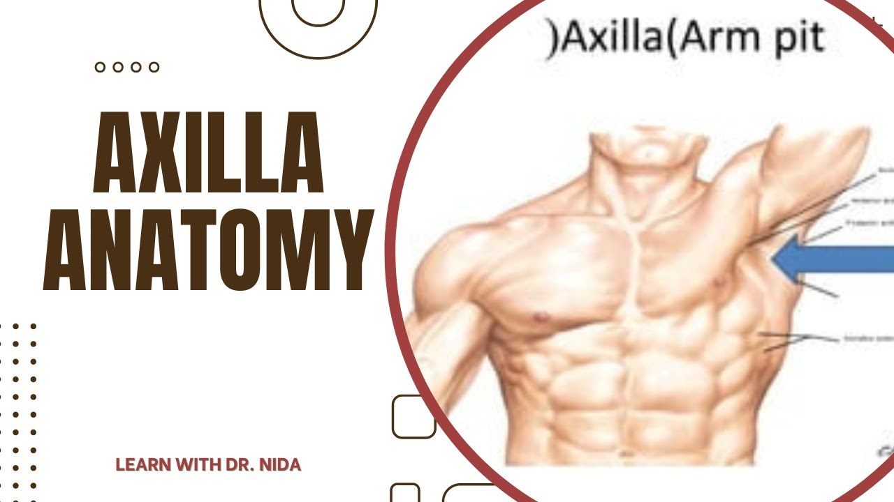 Axilla | Anatomy of Axilla | Anatomy Lecture Series | Axilla Anatomy ...