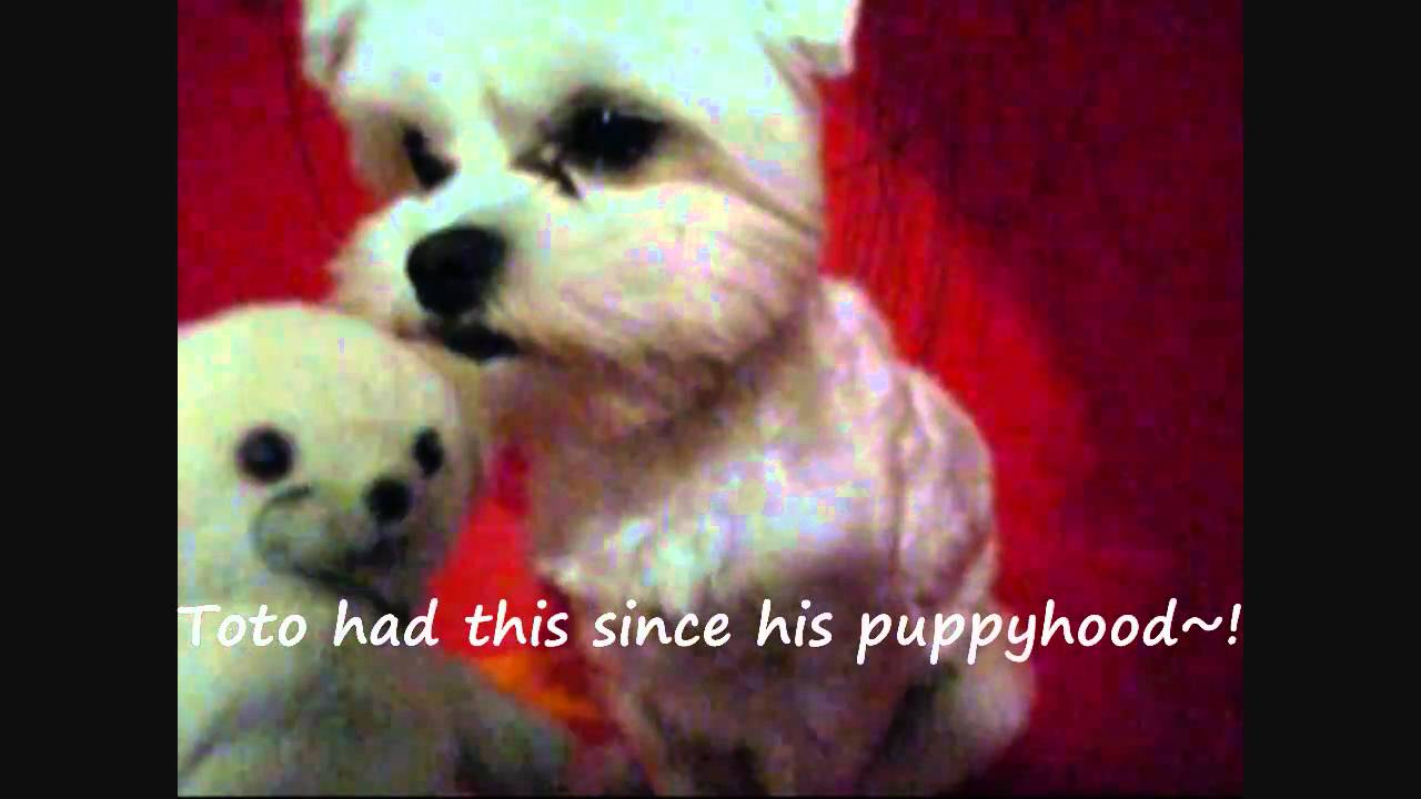[Toto] Toto's first birthday Oct 02 10 - YouTube
