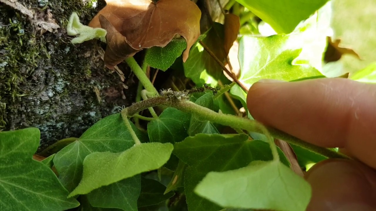 Kak raste rastlina po fasadi? - YouTube