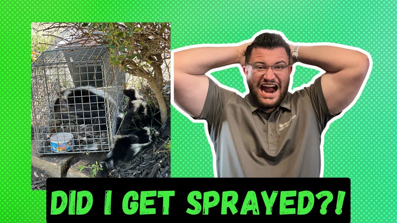 How to Catch a Skunk In Less Than 10 Minutes - YouTube