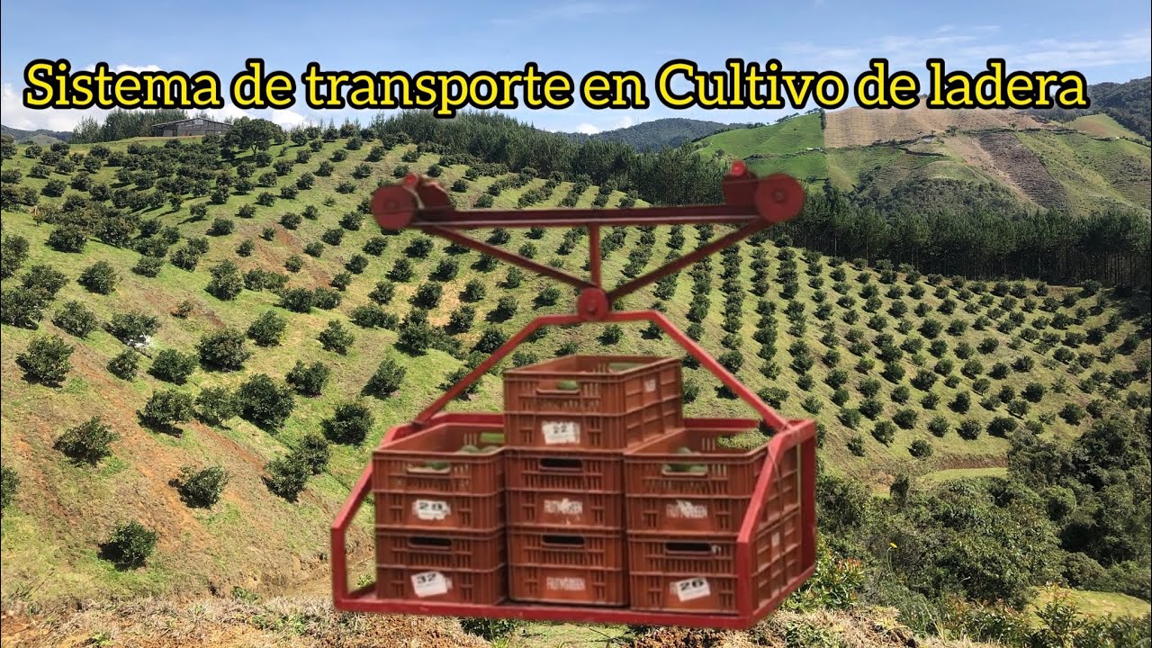 Sistema de transporte para fruta fresca (aguacate) en cultivo de ladera ...