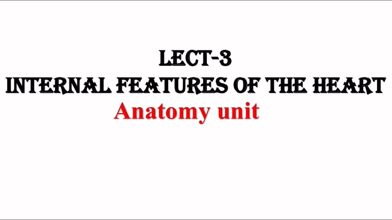 CVS Anat L3 (Aya Amir) - YouTube