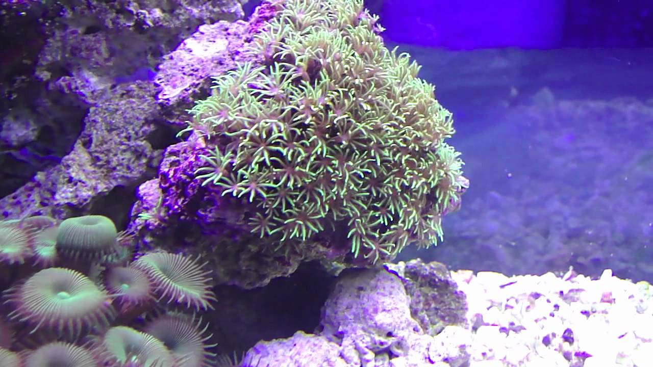 Neon Star Polyps & Clove Polyps - YouTube