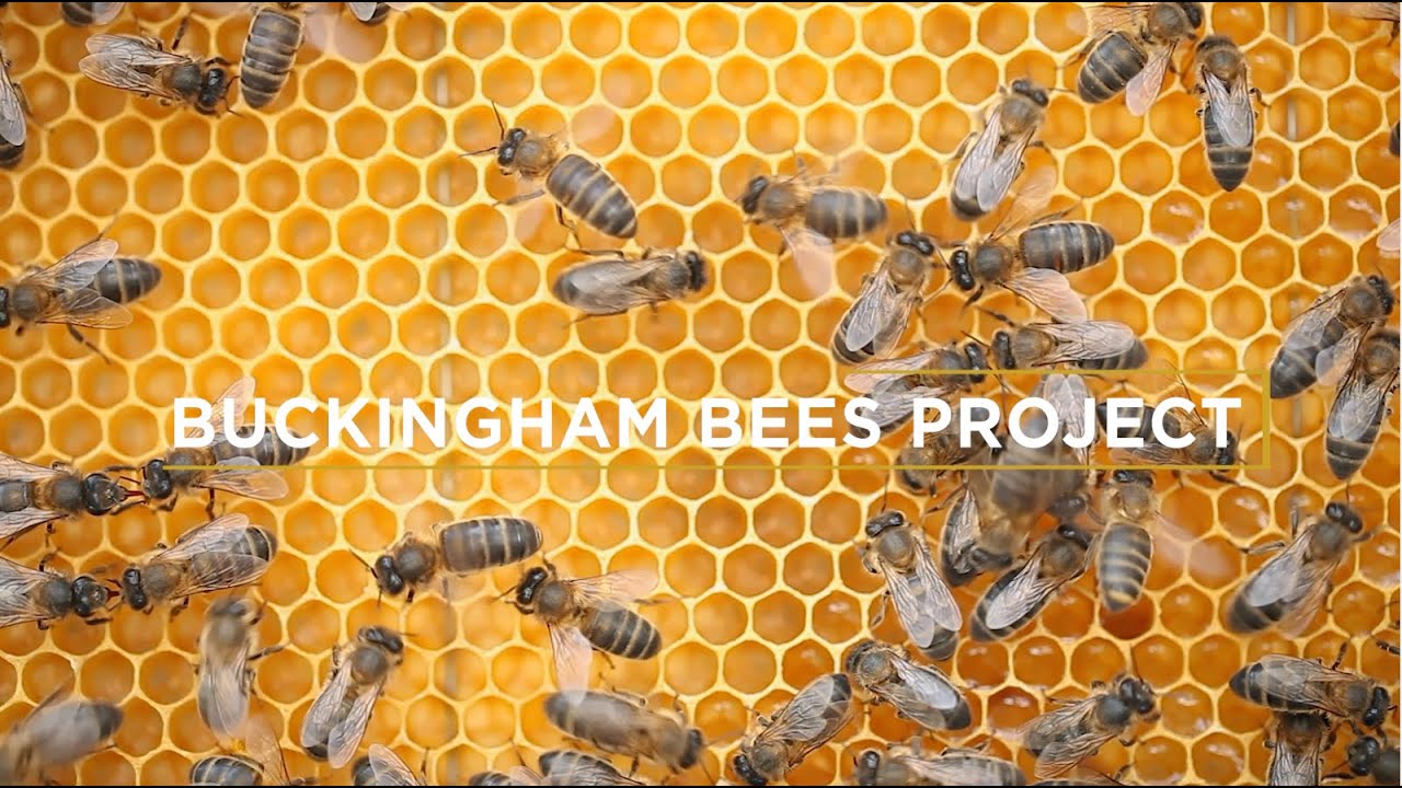 Buckingham Bees Project: Our Urban Beehive Initiative - YouTube