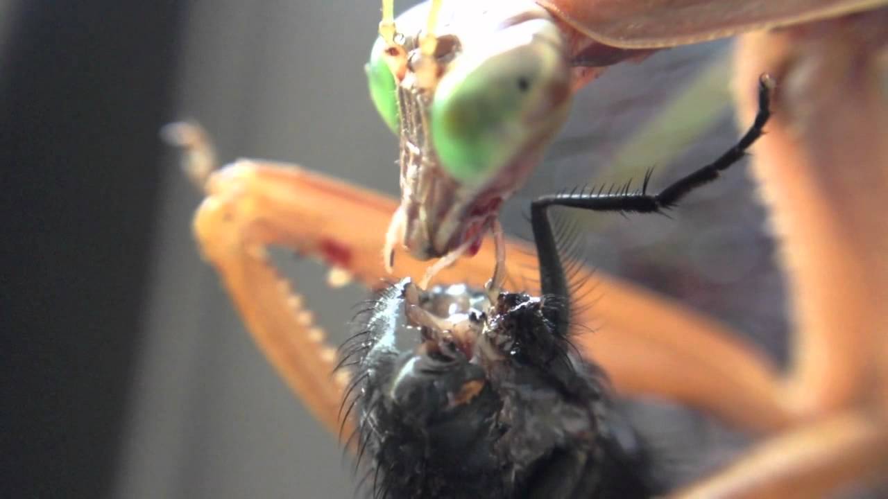 Mantis eats fly filmed with iPhone and Olloclip - YouTube