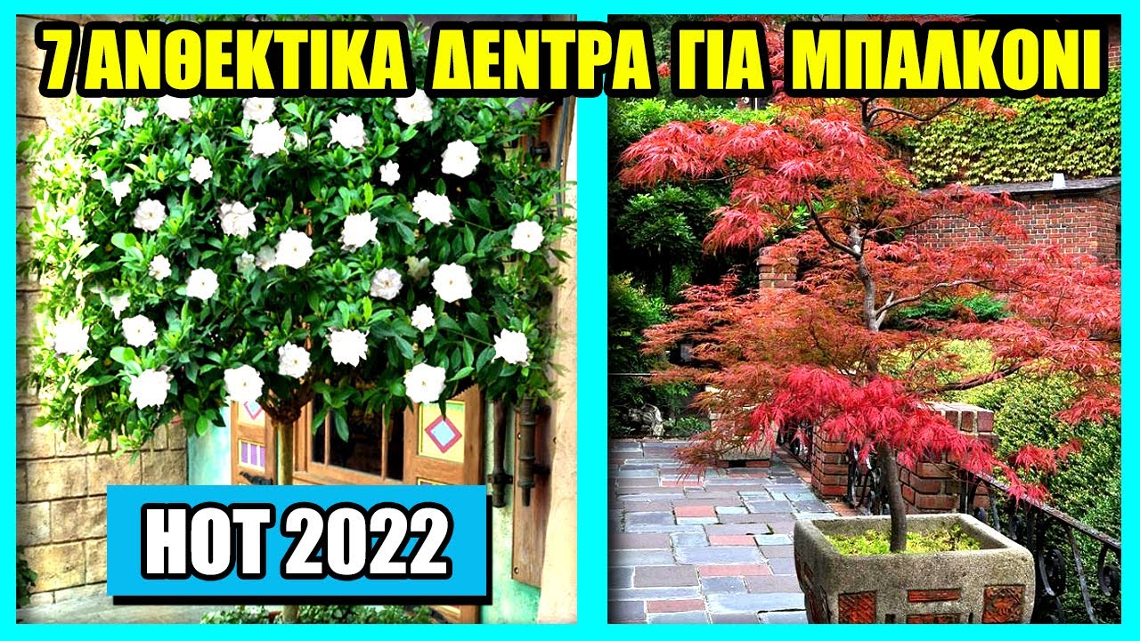 7 ΑΝΘΕΚΤΙΚΑ ΔΕΝΤΡΑ ΓΙΑ ΤΟ ΜΠΑΛΚΟΝΙ ΣΟΥ ΠΟΥ ΠΡΕΠΕΙ ΝΑ ΕΧΕΙΣ - YouTube