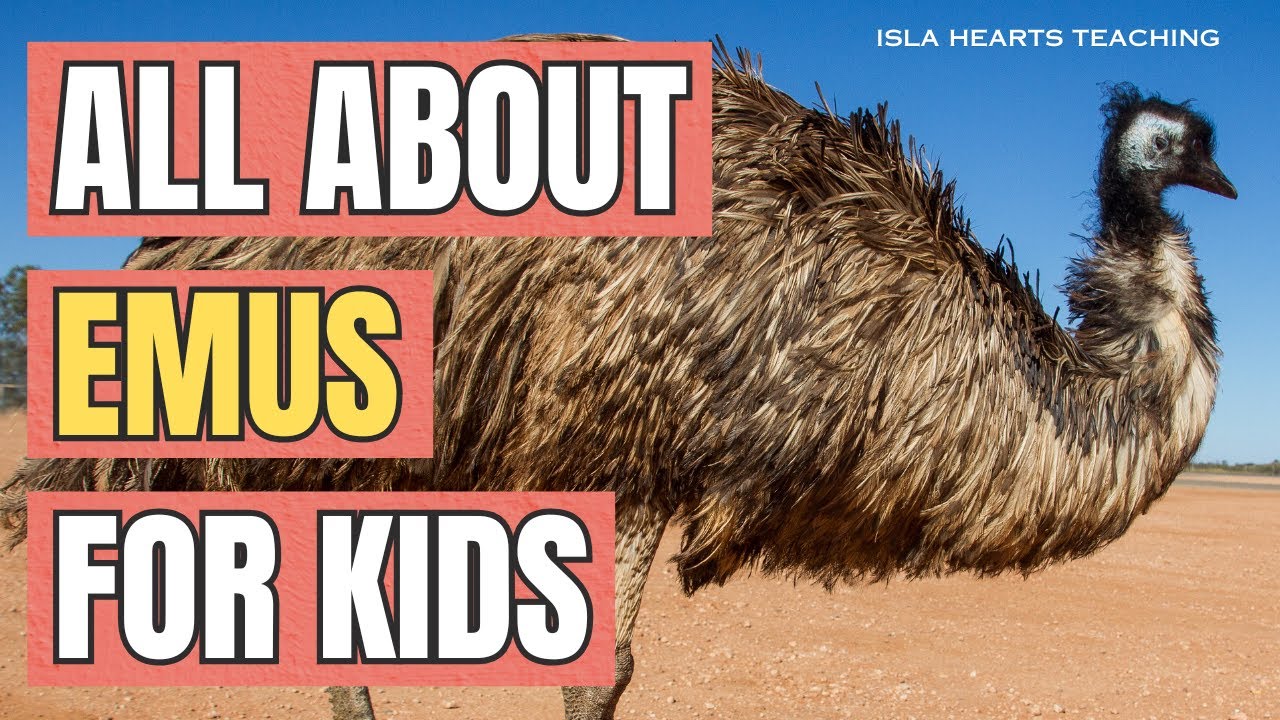 All About Emus for Kids | Learning about Australian Animals | Fun ...