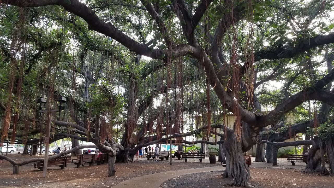 MAUI Lahaina Banyan Court Before The Fires - YouTube