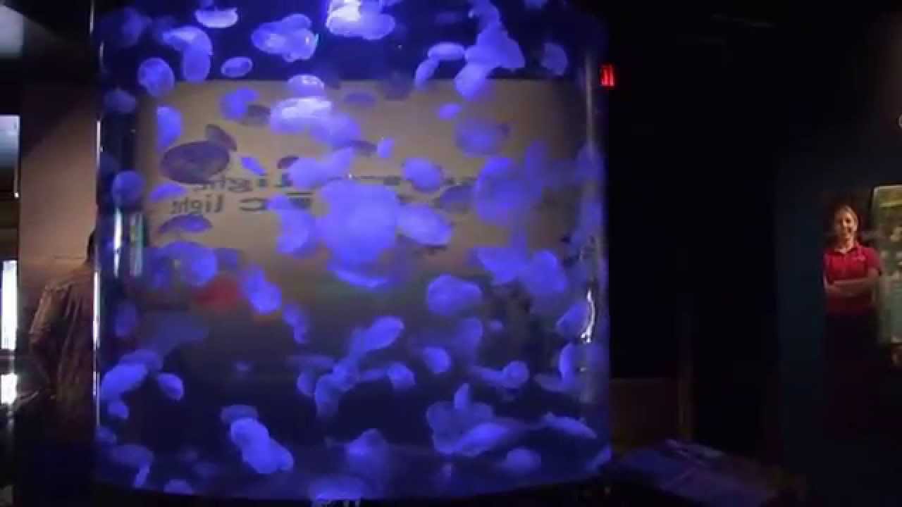 Jelly Fish Tank Gorgeous Cylinder Tank - YouTube