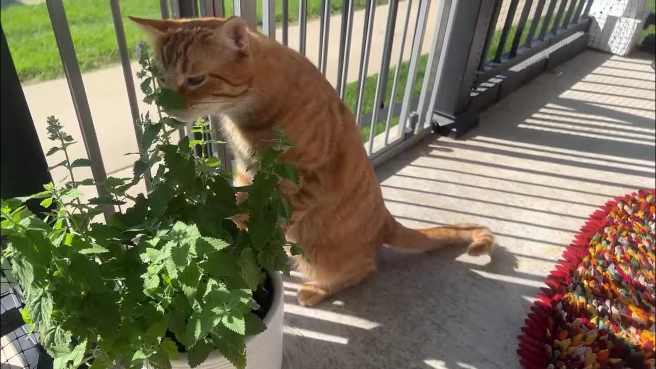 This plant, it smells like..CATNIP - YouTube