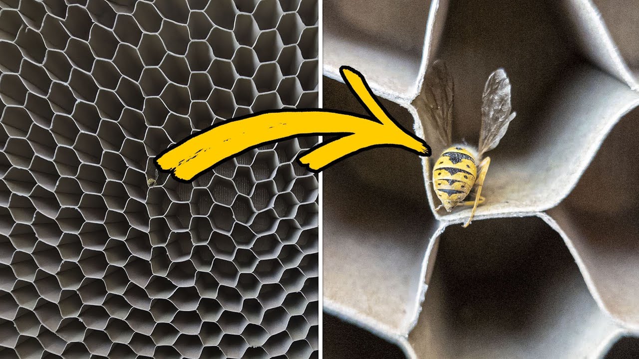 Bee and Honey Grid Videography and Photography by Mobile 🐝 - YouTube