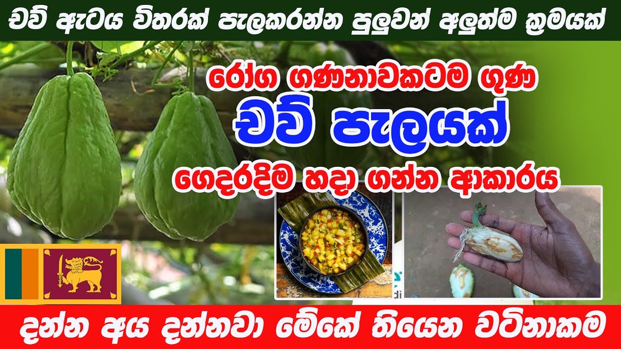 චව් ඇටය විතරක් පැලකරන්න පුලුවන් ක්‍රමයක් | Easy Steps to Plant Chow ...