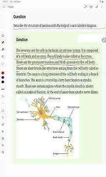 Describe the structure of neuron with the help of a neat labelled ...