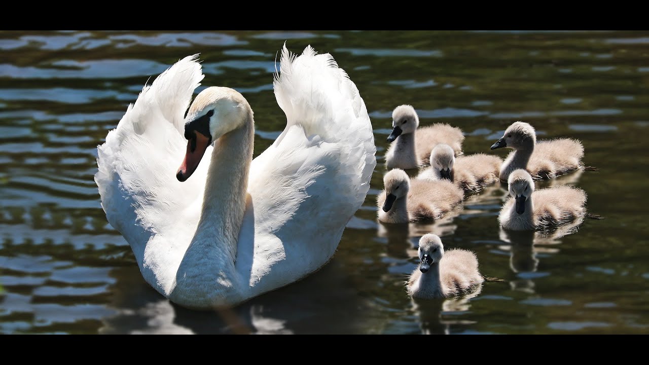 Bird Sounds - Swan Sounds - Water Birds Sounds - Animal Sounds Real ...