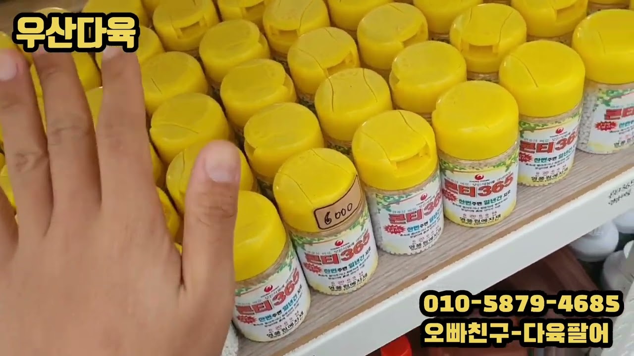 10월 19일 예쁜금 우산세트 구성했어요 구경해보세요 다육 다육식물 다육이 다육이키우기 다육이금 금다육 금다육이