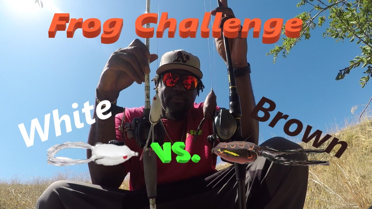 Frog Challenge (White vs Brown) Snakes🐍, Frogs🐸 and Fish🐟 | Which Frog ...