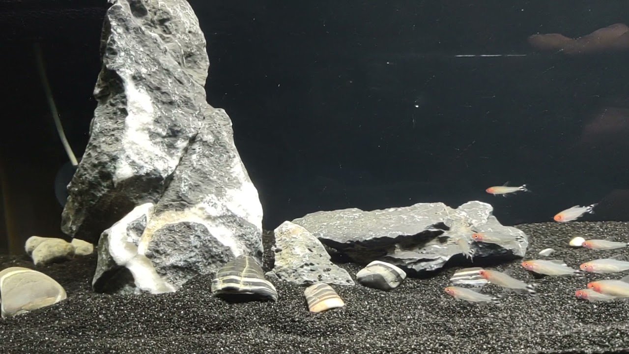 "New" 26 Gallon Metaframe Aquarium built in 1971 - YouTube