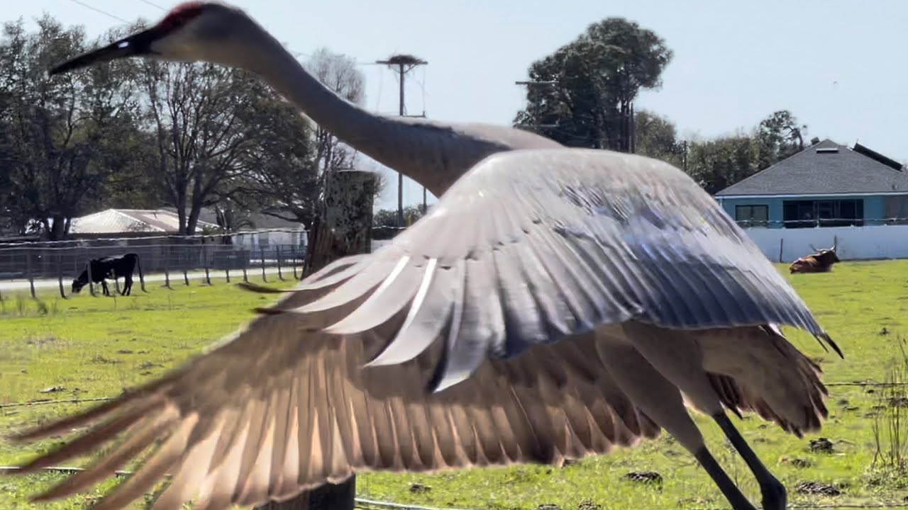 Florida 🥥 Polk County 🍑 Angelic Winged Stork 👼🏻 Spanish Moss blowing in ...