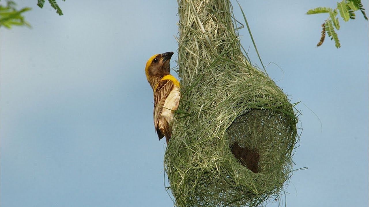 Birds Of Weaver Birds Making Beautiful Weaving Bird Nest Birds Of Weaver Birds Making Beautiful Weaving Bird Nest