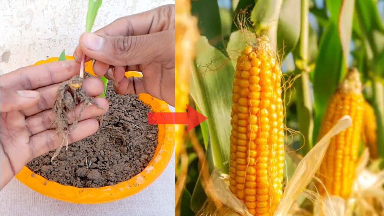 How to grow corn plants by seeds in aloe Vera|propagation of corn ...
