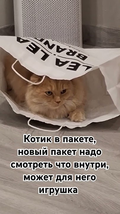Котик в пакете 🥰 #котики #рек #cat #funnyshorts #funnycats #viralshorts ...