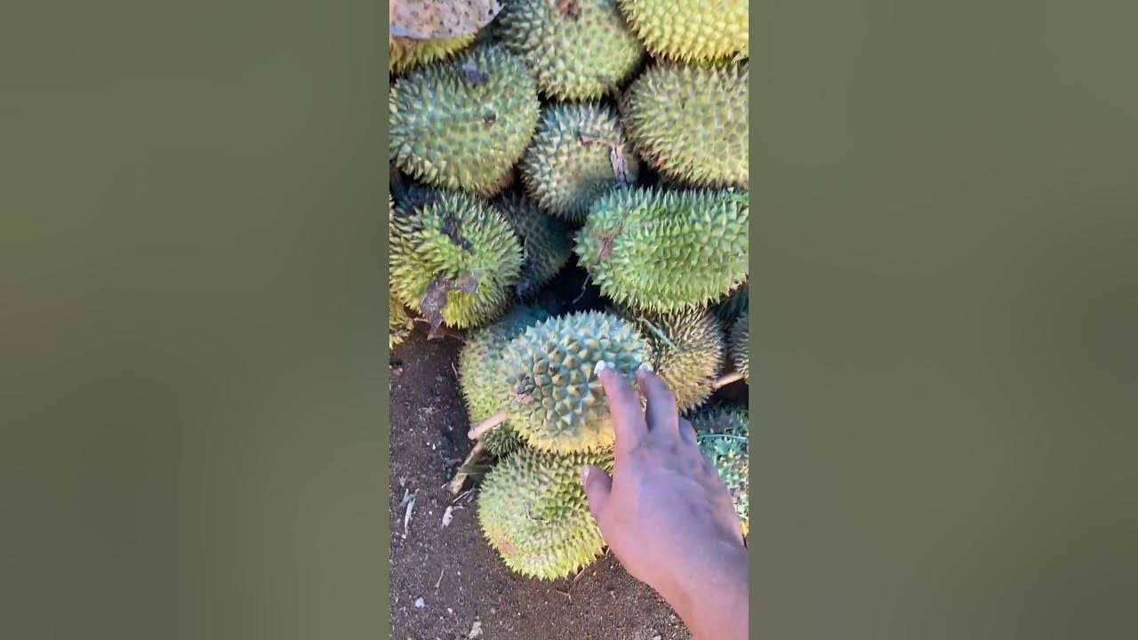 DURIAN TERENAK SE KALIMANTAN‼️DURIAN MELAK || NGAK ADA LAWAN - YouTube