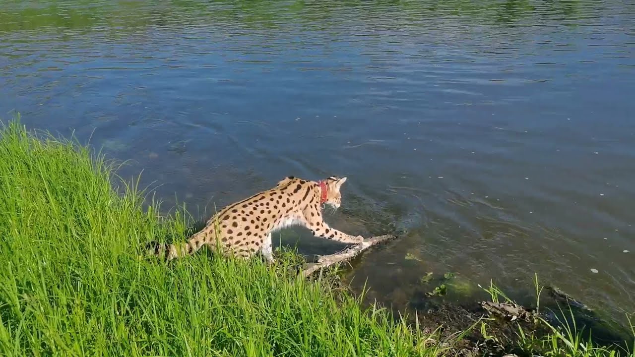 Serval PLAYS with WATER - YouTube