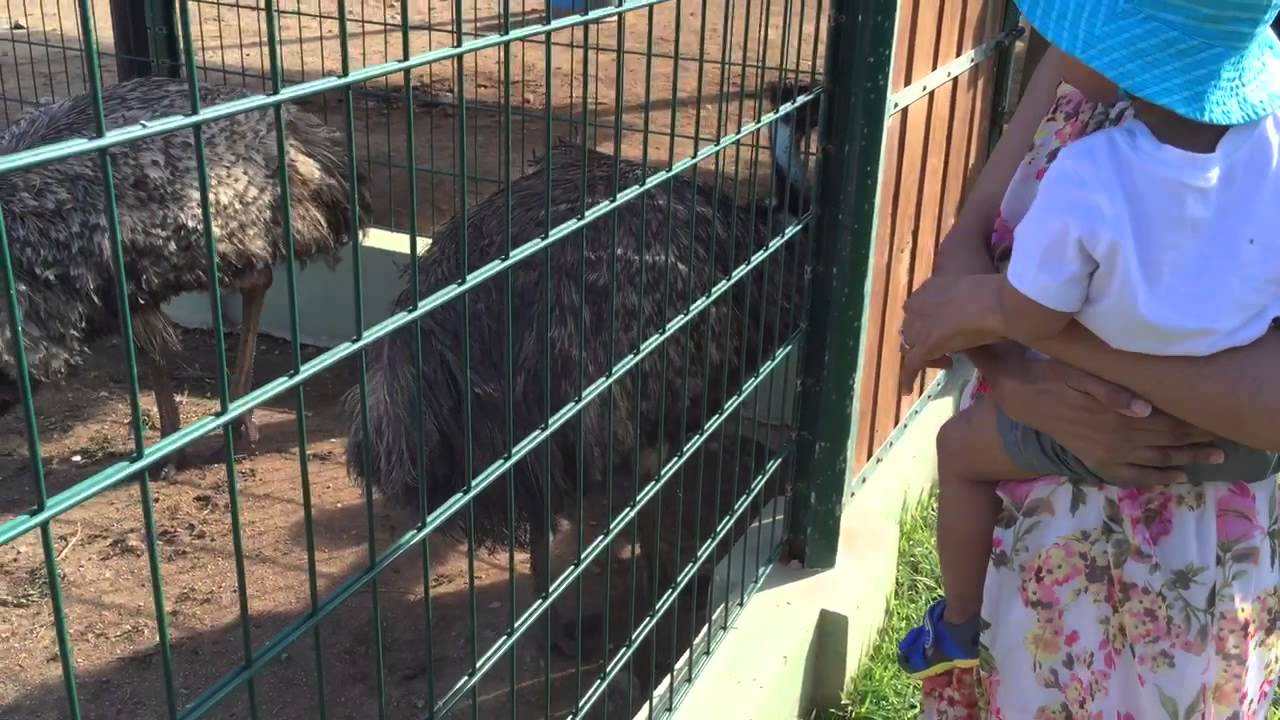 Kavi at aruba animal rescue - YouTube