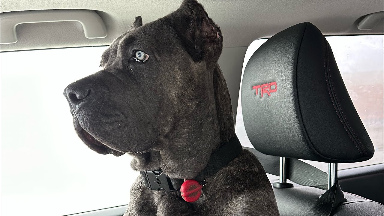 CANE CORSO & BULLY Puppy RECALL TRAINING - YouTube