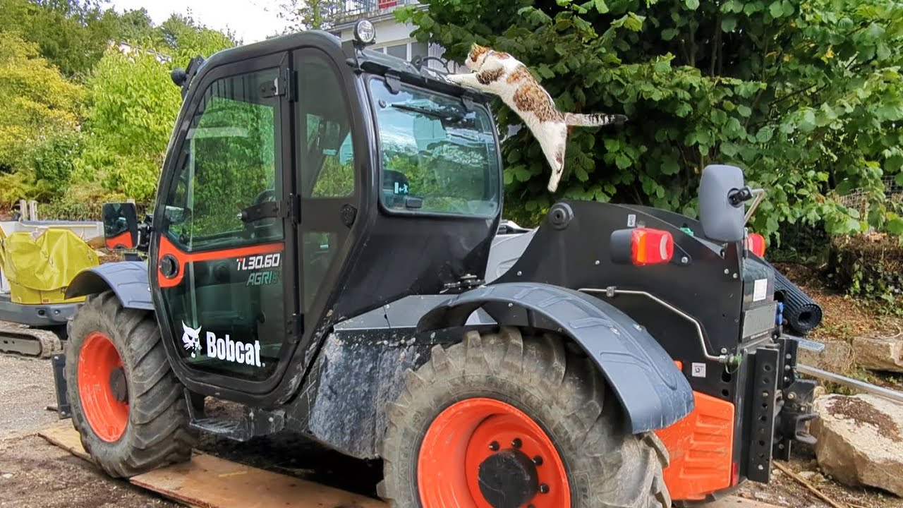 Nemo the cat on BOBCAT construction machine #oreothecat - YouTube