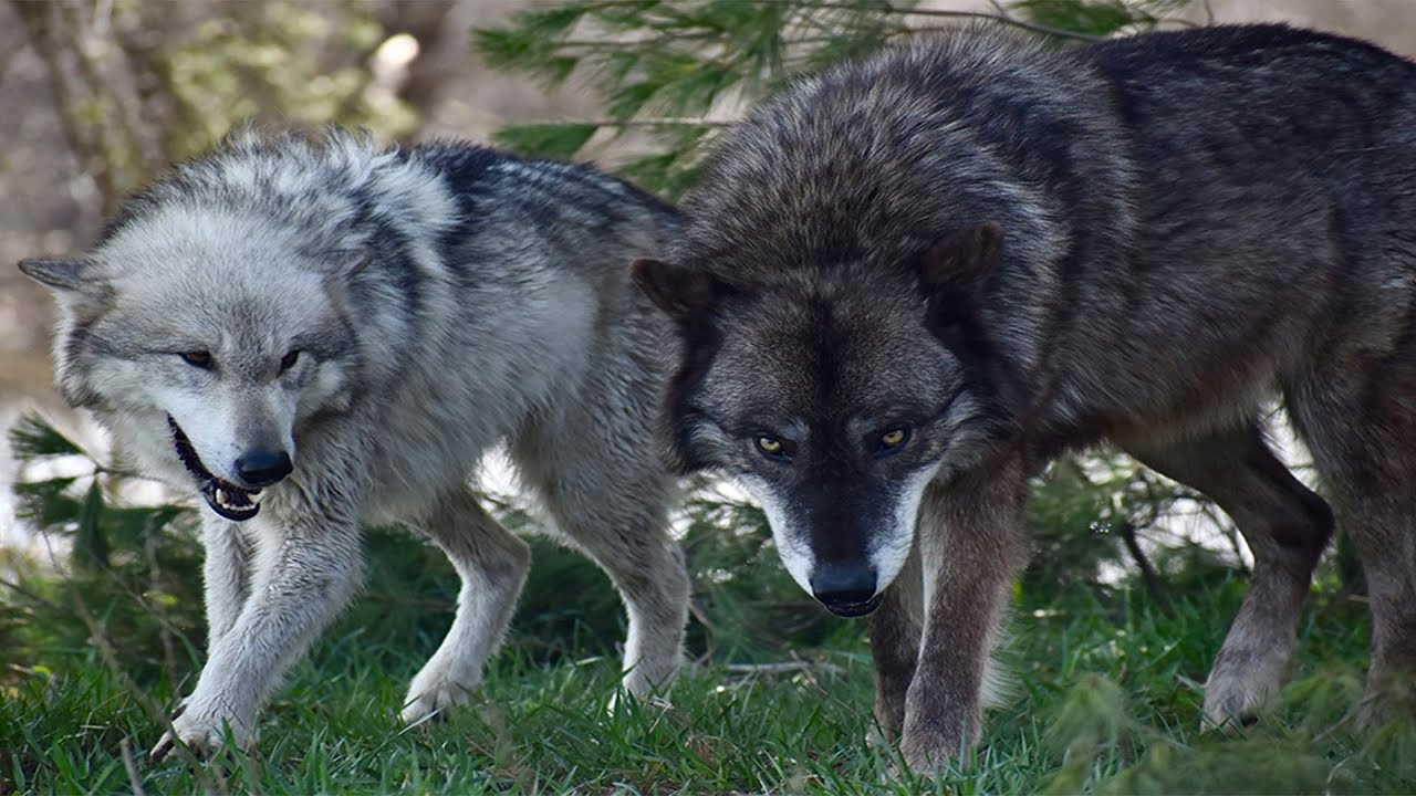 U.S. Fish and Wildlife Agency Wants Wolf Protections Removed - YouTube