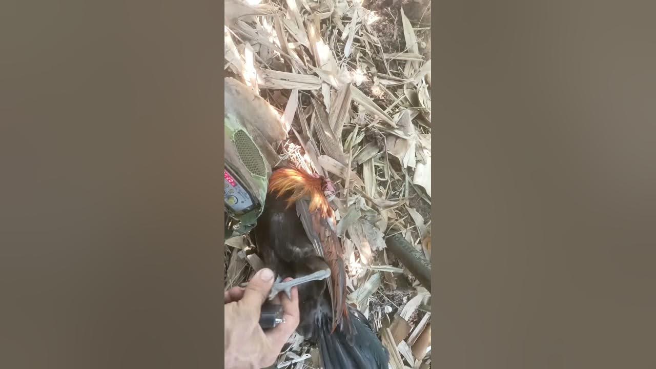 ວັນທີ່15ເດືອນ4 .10:30ໄດ້ຕູ 1 dib qaib qus l'om zem - YouTube