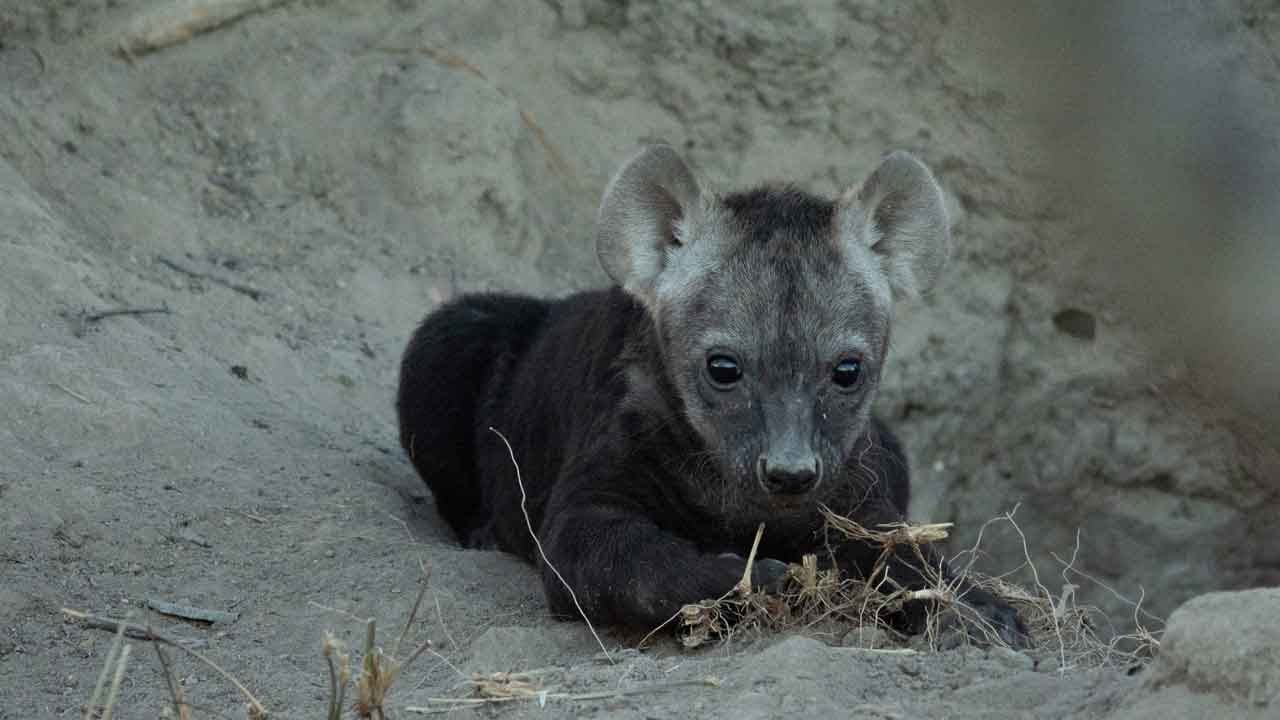 Chapter 2 : The Cheeky Hyena Cubs Start to Explore - YouTube