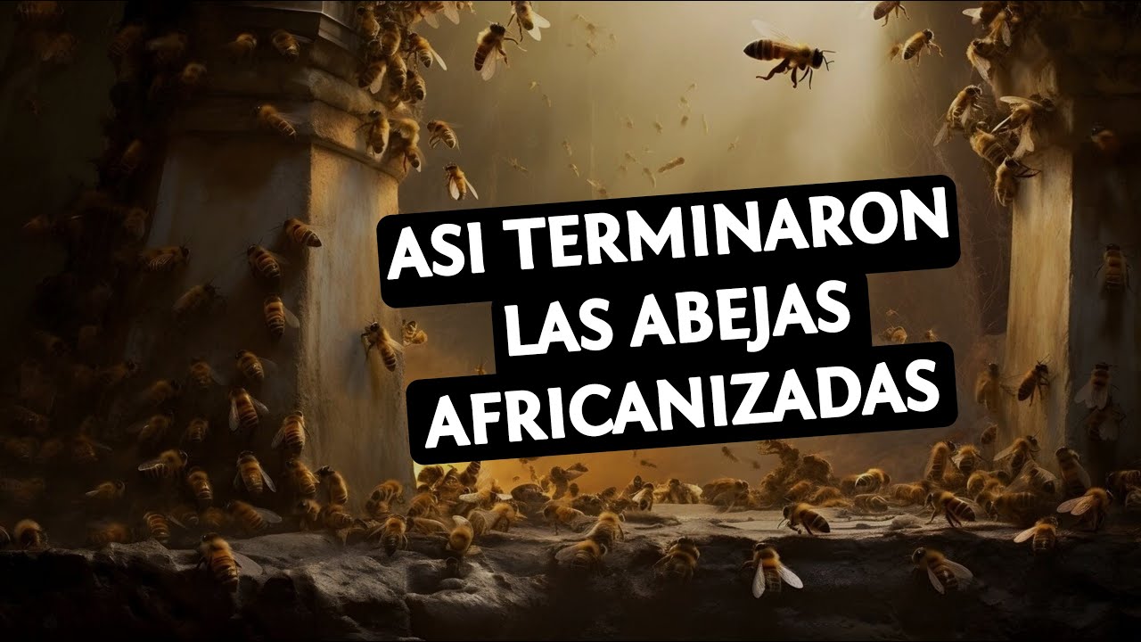 El Misterioso Final De Las Abejas Asesinas Africanizadas: Un Enigma En ...