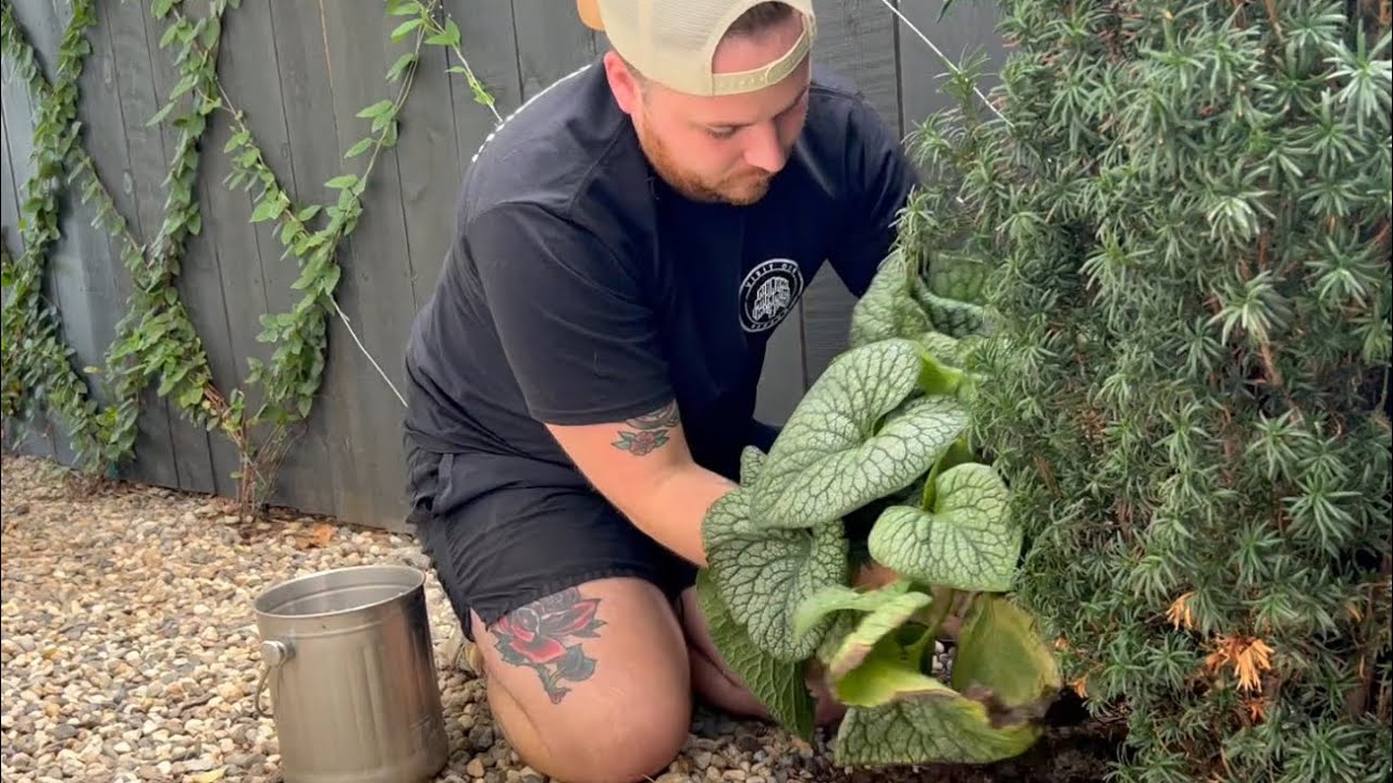 Planting Pink Muhly Grass and Jack of Diamonds Brunnera!🥶 || Visit Our Garden - YouTube