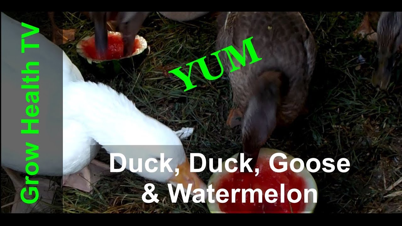 What to Feed Ducks, & Geese -- Watermelon? Grow Health TV - YouTube