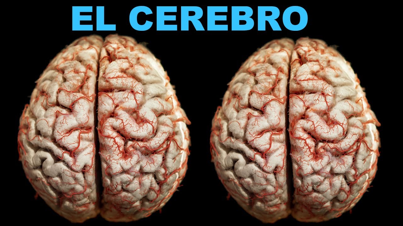 El cerebro - YouTube