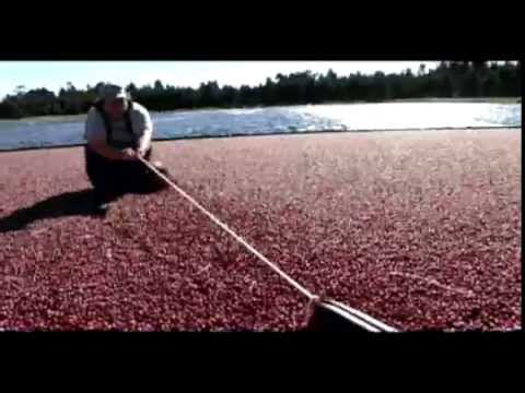 Cranberry Fruit Pump - Oregon Cranberry Growers Association - YouTube