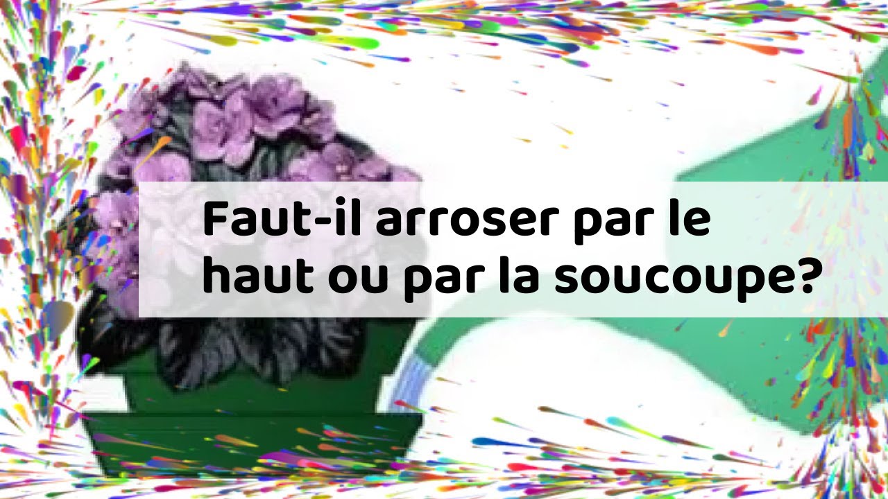 Faut-il arroser par le haut ou par la soucoupe? - YouTube
