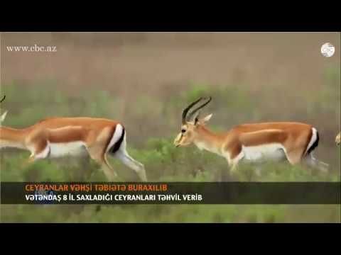 8 İL HƏYƏTİNDƏ CEYRAN SAXLAYIB