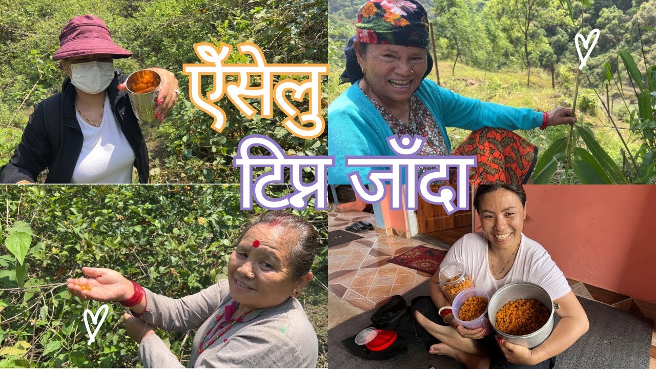 Picking Golden Himalayan RASPBERRY,aiselu | Yellow Raspberries - YouTube