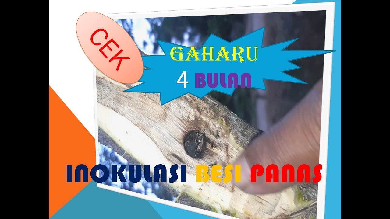 CEK HASIL 4 BULAN INOKULASI BESI PANAS - YouTube