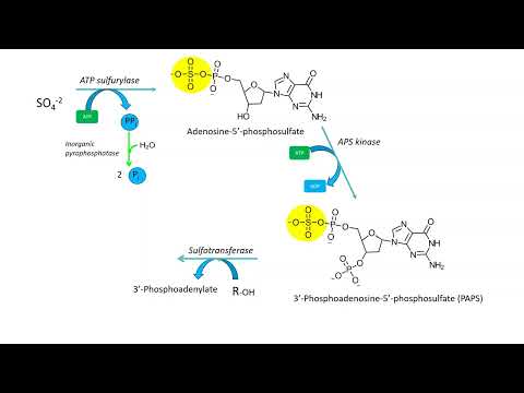 Sulfur metabolism and uptake