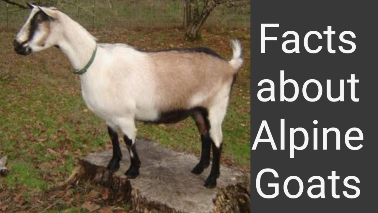 Facts about Alpine Goats - YouTube